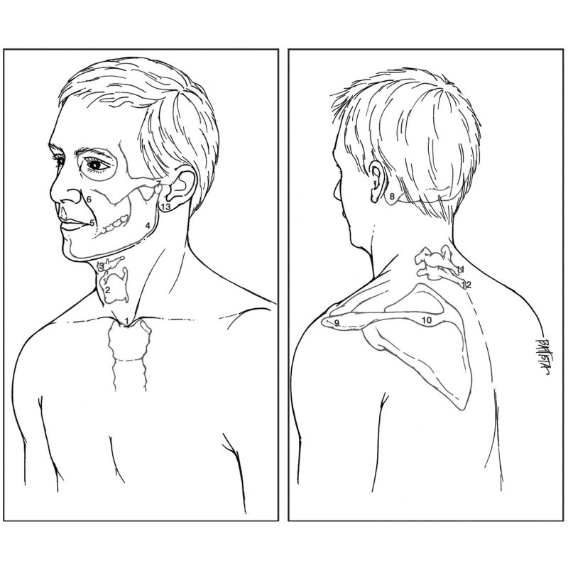 Bony prominence of head and neck | Battista Illustration