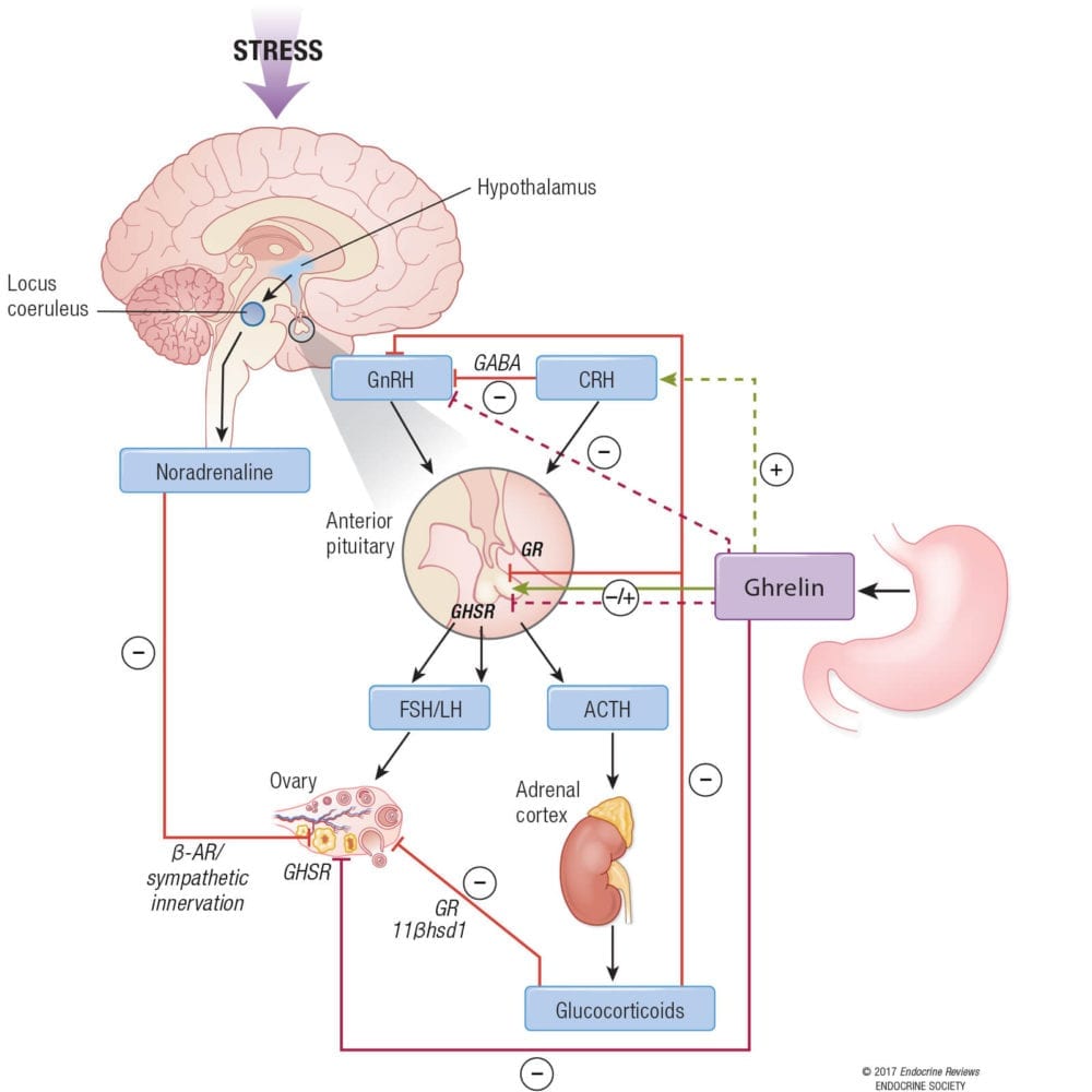 CRH and GnRH diminished oocyte maturation and steroidgenesis | Battista ...