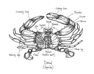 Dorsal (topside) anatomy of the Chesapeake blue crab | Battista ...